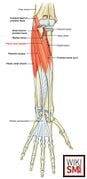 Flexor Carpi Radialis - WikiSM (Sports Medicine Wiki)