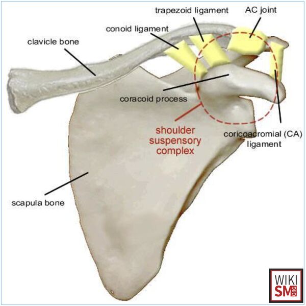 Floating Shoulder Injury - WikiSM (Sports Medicine Wiki)