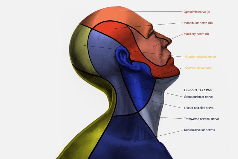 Lesser Occipital Nerve - WikiSM (Sports Medicine Wiki)