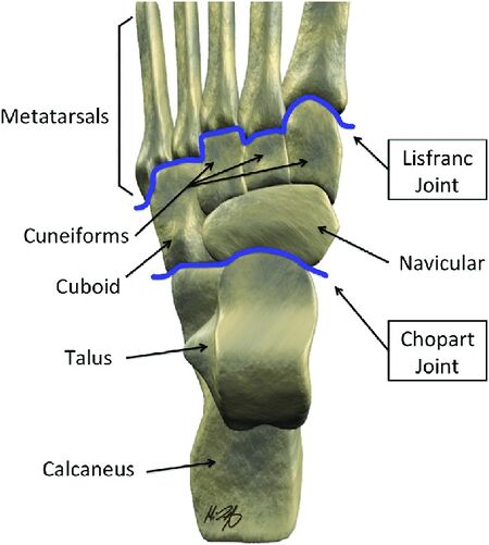 Chopart Joint - WikiSM (Sports Medicine Wiki)