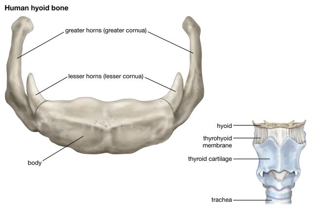 Hyoid Bone - WikiSM (Sports Medicine Wiki)