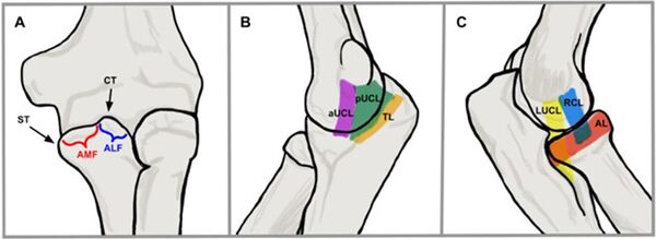 Posteromedial Rotatory Instability - WikiSM (Sports Medicine Wiki)