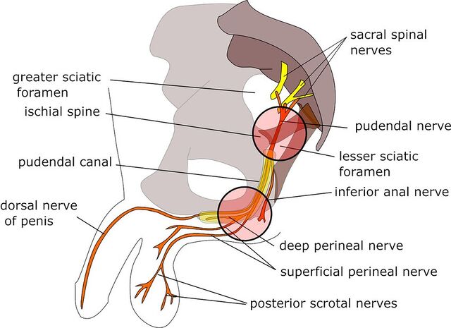 Pudendal Neuralgia - WikiSM (Sports Medicine Wiki)