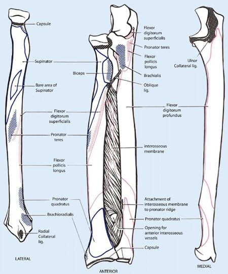 Radius Bone Anatomy and Function - WikiSM (Sports Medicine Wiki)
