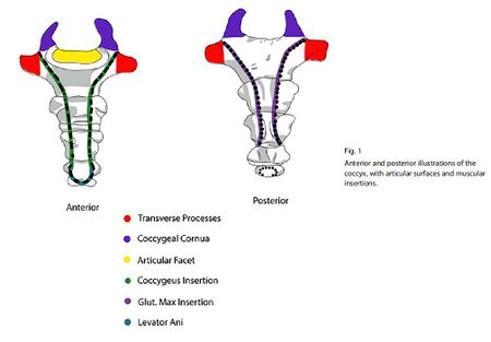 Coccyx - WikiSM (Sports Medicine Wiki)