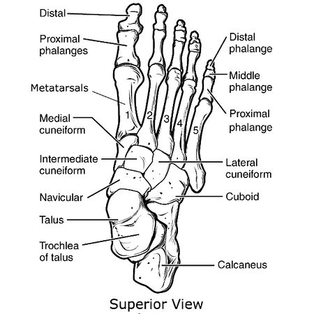 Foot And Ankle Anatomy - WikiSM (Sports Medicine Wiki)