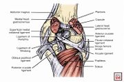 Ligament of Wrisberg - WikiSM (Sports Medicine Wiki)