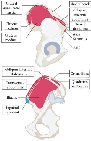 Iliac Crest - WikiSM (Sports Medicine Wiki)