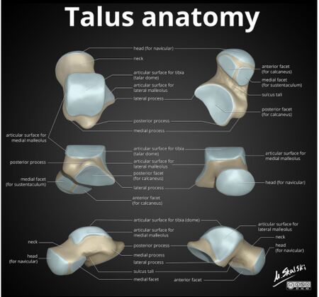 Talus Bone - WikiSM (Sports Medicine Wiki)