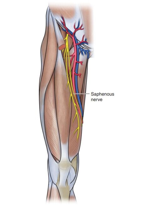 Saphenous Nerve Injection - WikiSM (Sports Medicine Wiki)