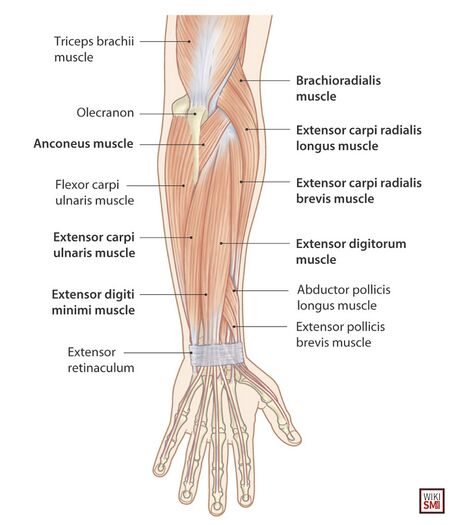 Superficial Extensor Compartment of the Forearm - WikiSM (Sports ...