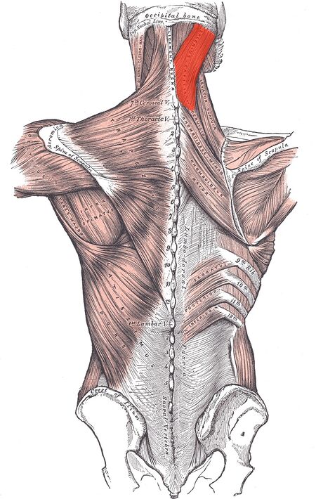 Splenius Capitis - WikiSM (Sports Medicine Wiki)