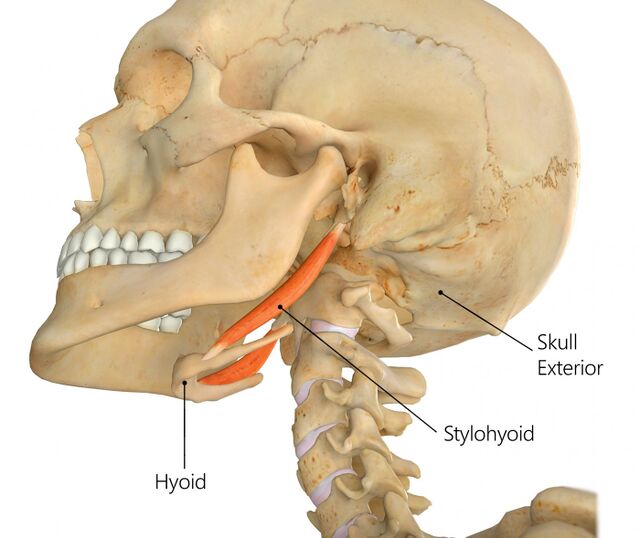 Stylohyoid Muscle - WikiSM (Sports Medicine Wiki)