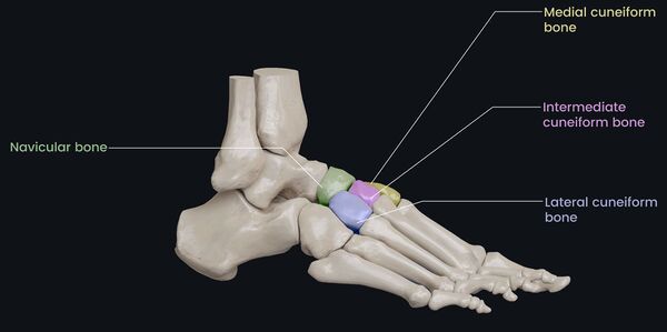 Cuneonavicular Joint - WikiSM (Sports Medicine Wiki)