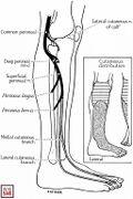 Common Fibular Nerve - WikiSM (Sports Medicine Wiki)