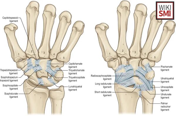 Palmar Midcarpal Ligaments: Anatomy, Function, and Injuries - WikiSM ...