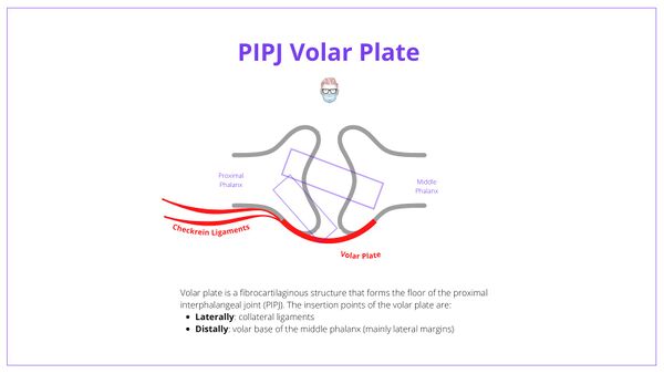 Volar Plate - WikiSM (Sports Medicine Wiki)